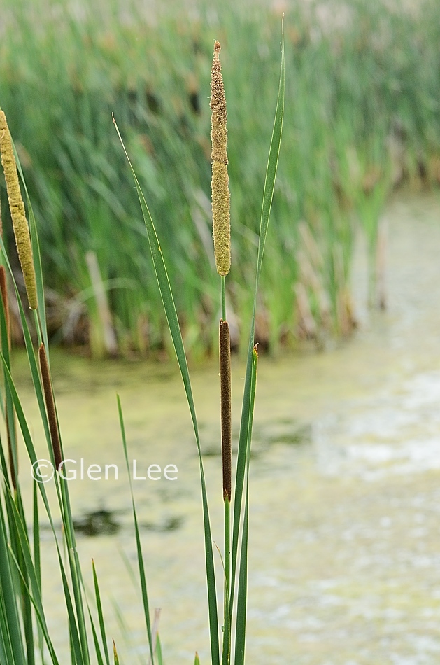 Typha angustifolia photos Saskatchewan Wildflowers